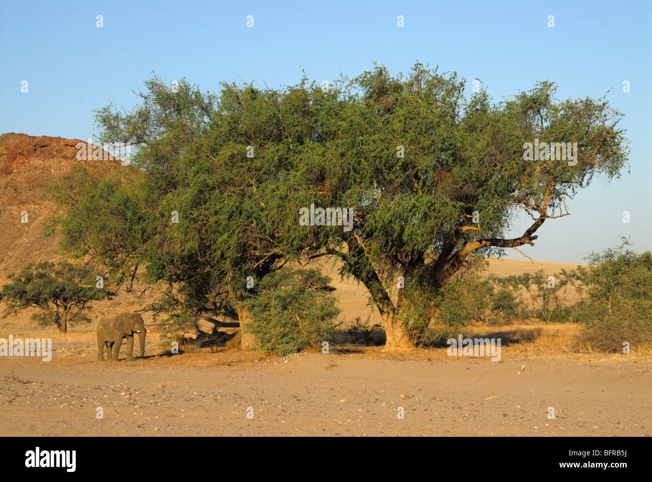 Elephant standing next to Ana tree (Feidherbia albida Stock Photo - Alamy