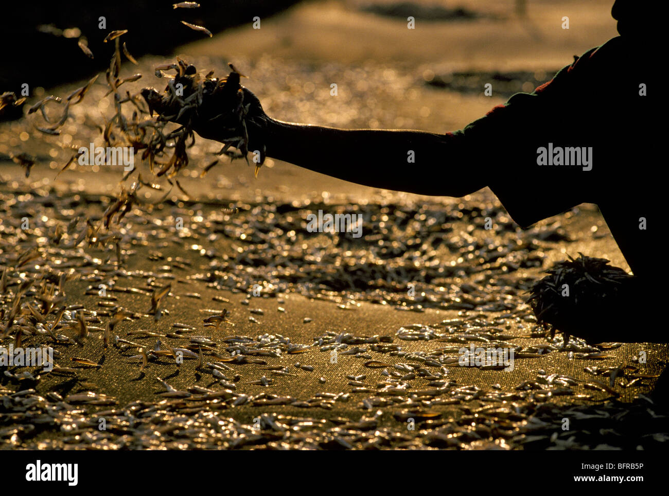 Silhouetted partial view of man spreading Kapenta fish on drying sheet ...