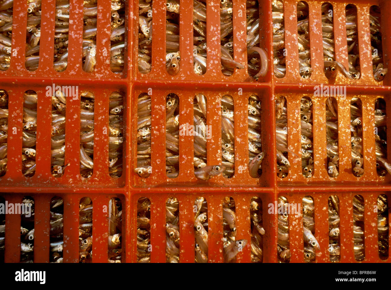 Kapenta hi-res stock photography and images - Alamy