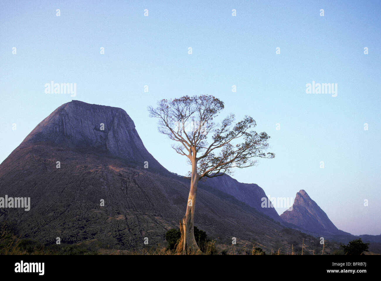 Fig tree and granite inselberg Monte Lema Stock Photo - Alamy