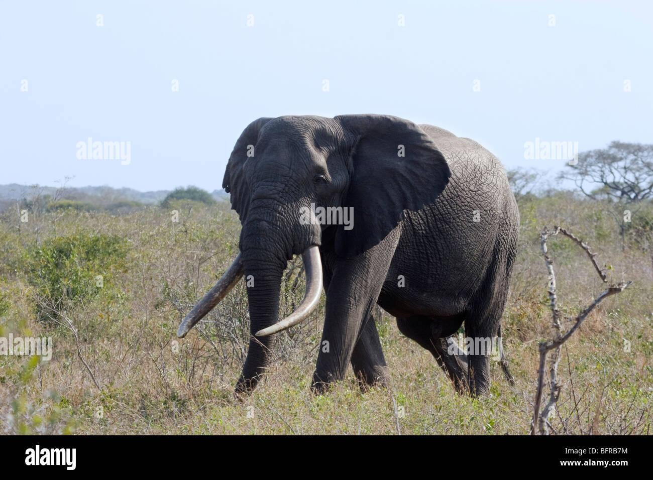 Tusker elephant hi-res stock photography and images - Alamy