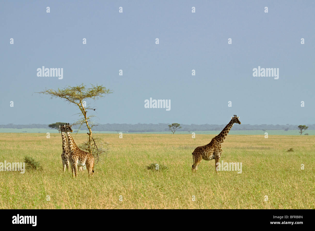 Serengeti giraffe hi-res stock photography and images - Alamy
