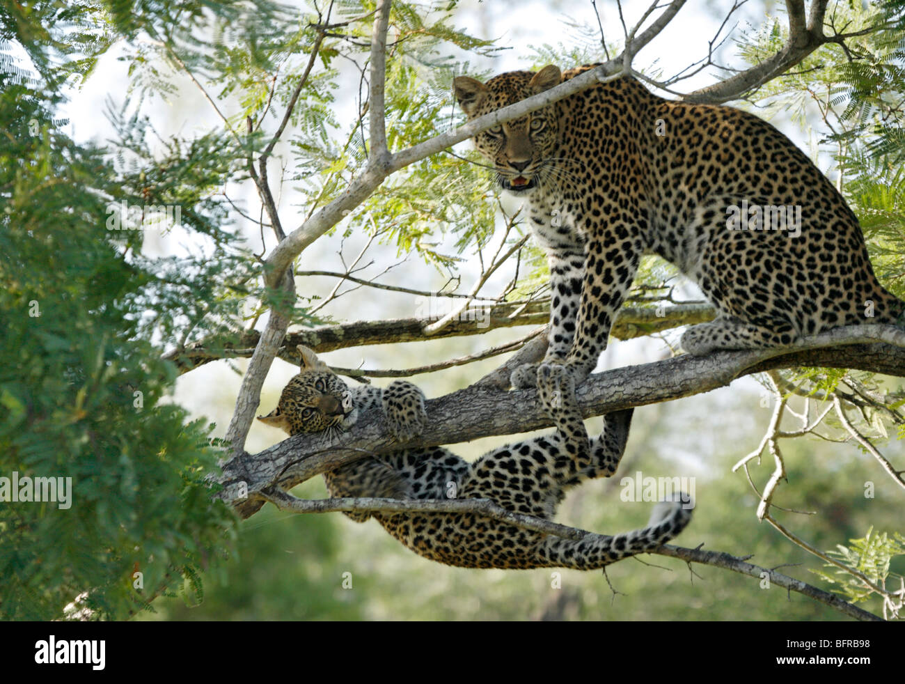 A leopard and cub in a tree with the cub having fallen off its branch ...