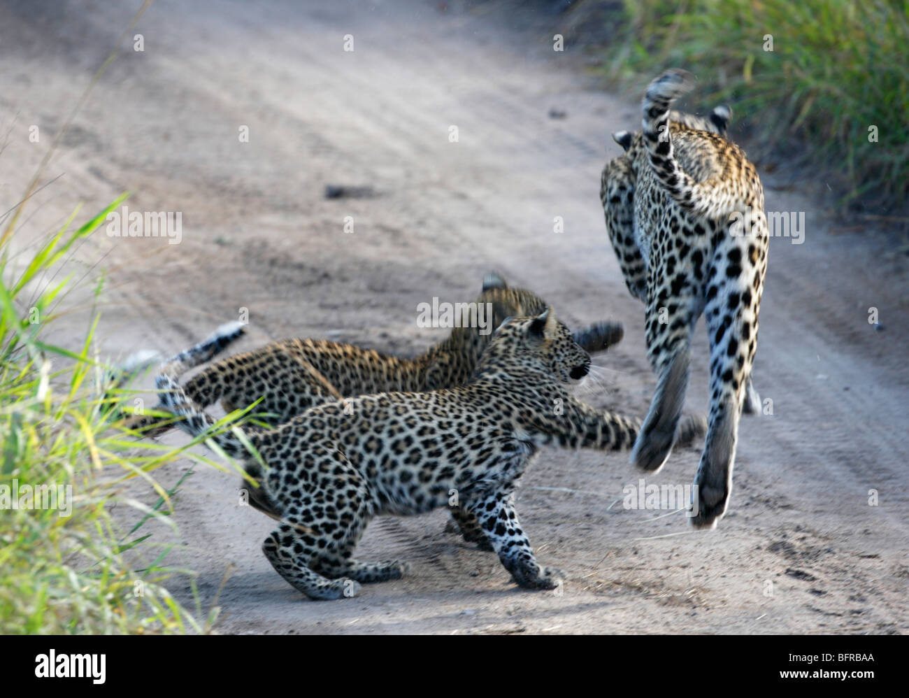 Two leopard cubs ambushing their mother as she walks past a tall bunch ...