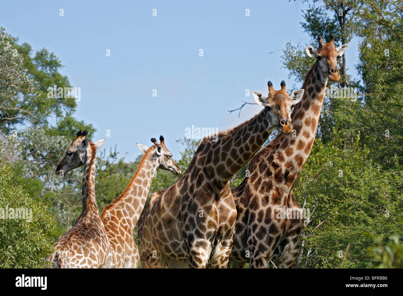 A group of four giraffes Stock Photo - Alamy