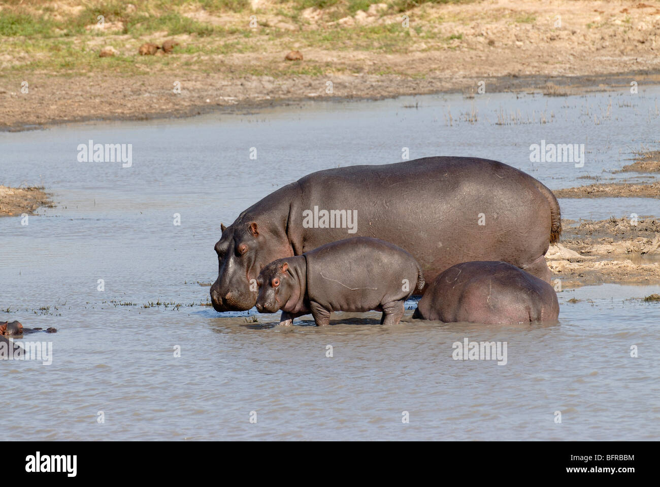 Baby calf hippo hi-res stock photography and images - Alamy