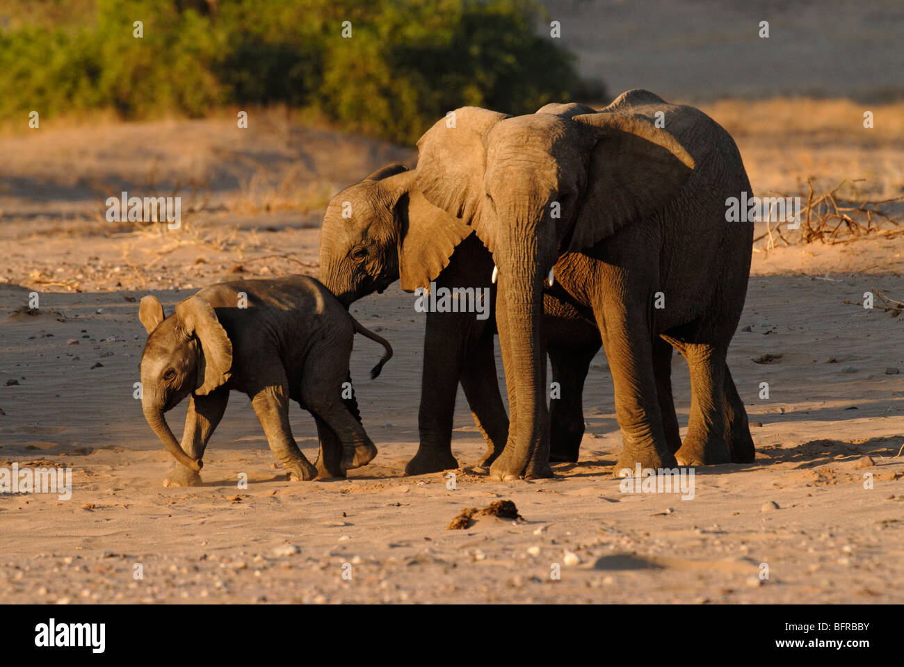 Group of three young elephants Stock Photo - Alamy