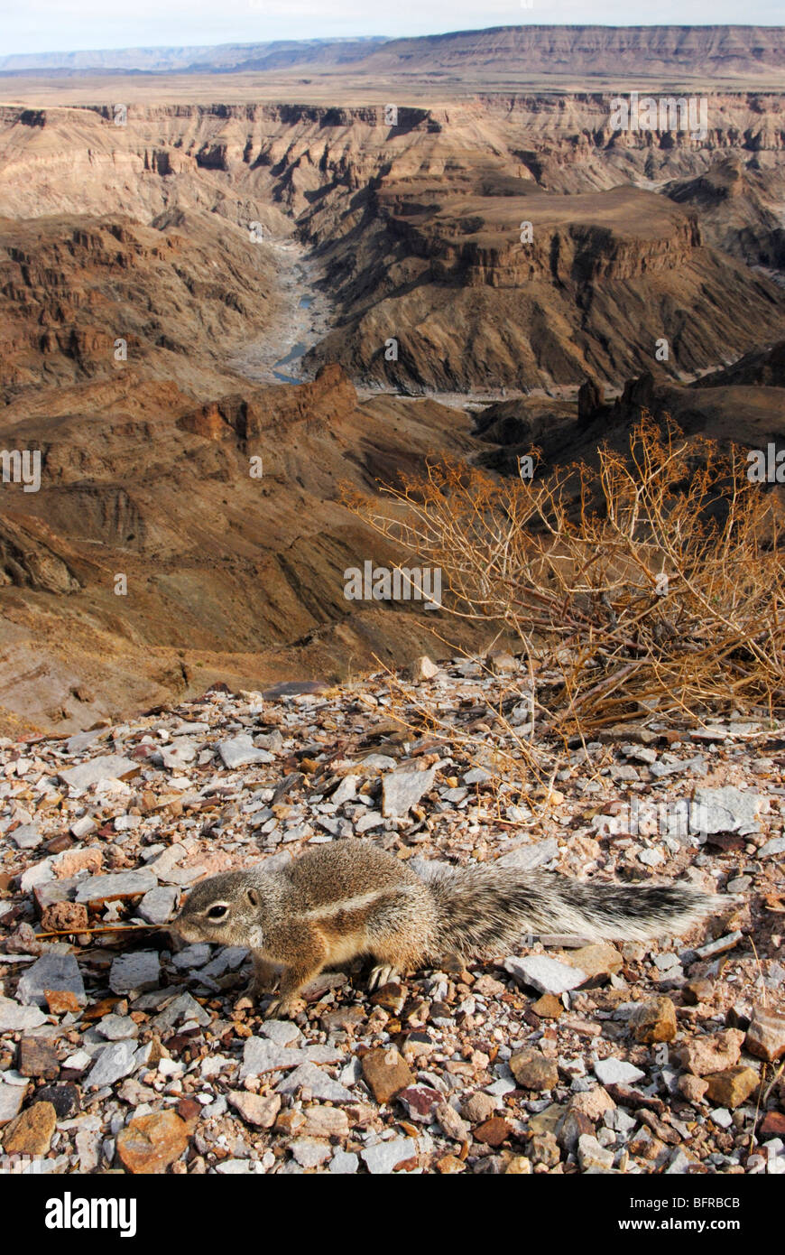 Squirrel fish hi-res stock photography and images - Alamy