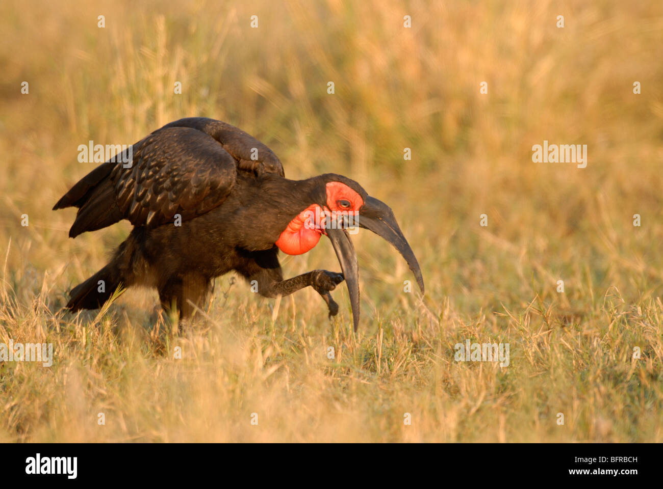 Scratching ground hi-res stock photography and images - Alamy
