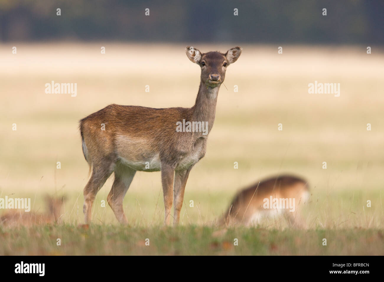 Fallow Deer Dama dama female on grassland Stock Photo - Alamy