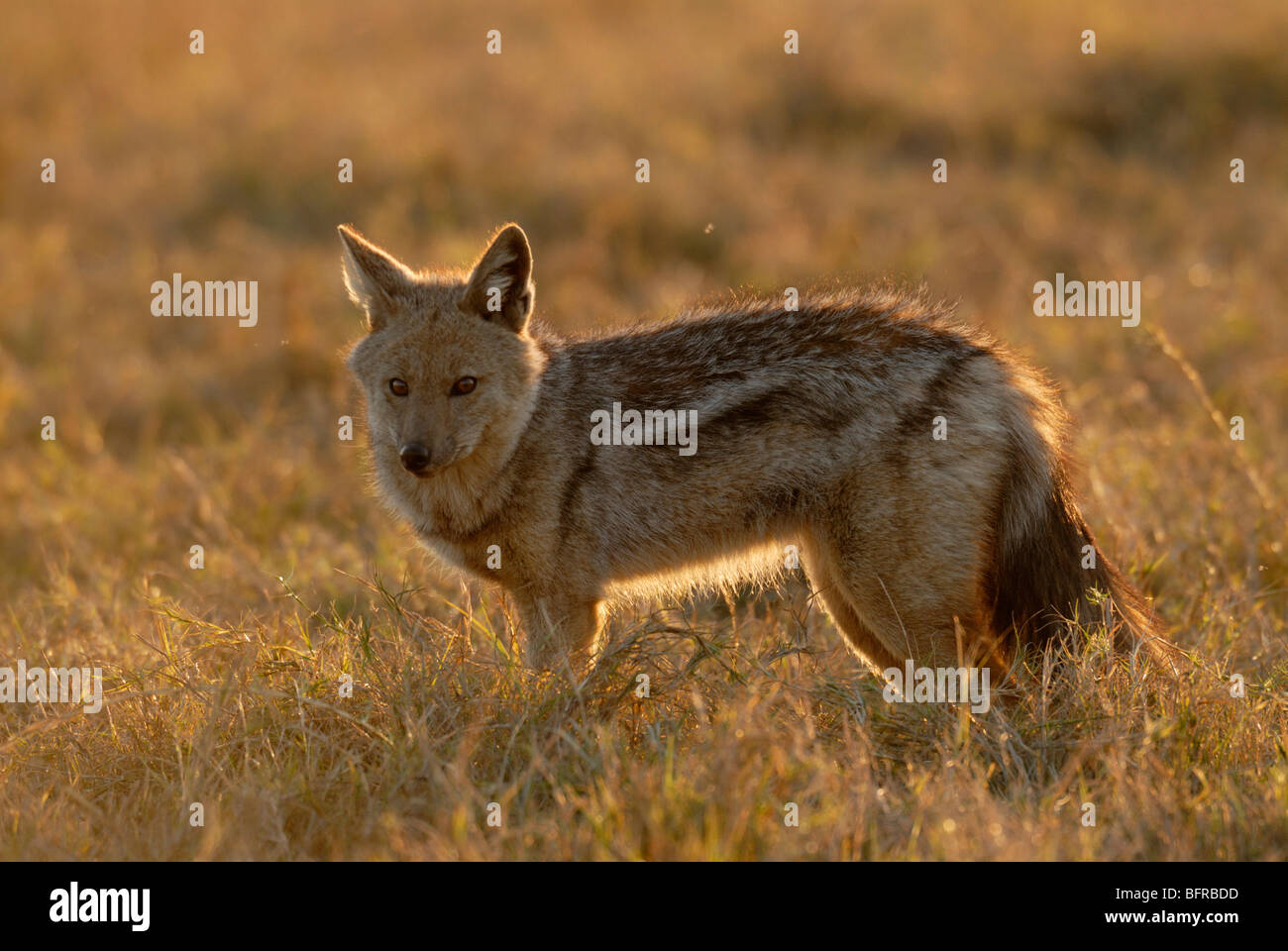 Backlit Side-striped jackal standing in grassland Stock Photo - Alamy
