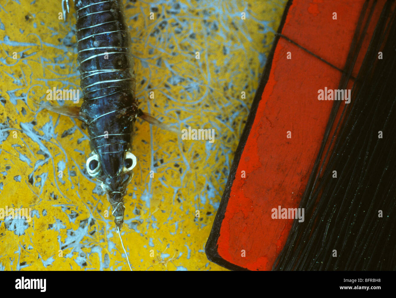 Fish bait and hand line prepared by locals fishing for game fish Stock ...