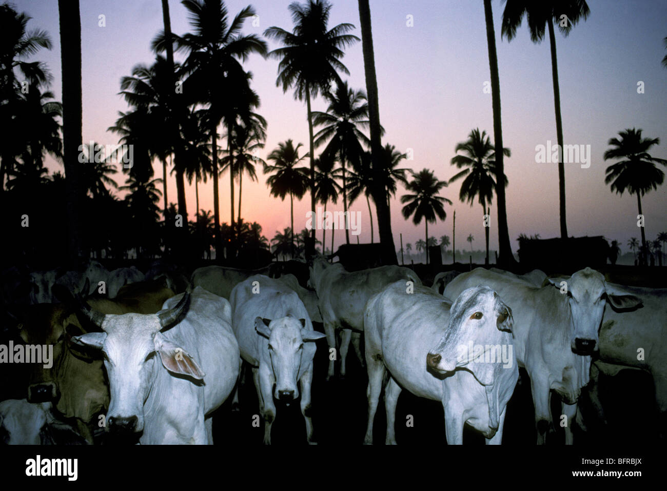 Cattle in coconut plantation at dusk Stock Photo - Alamy