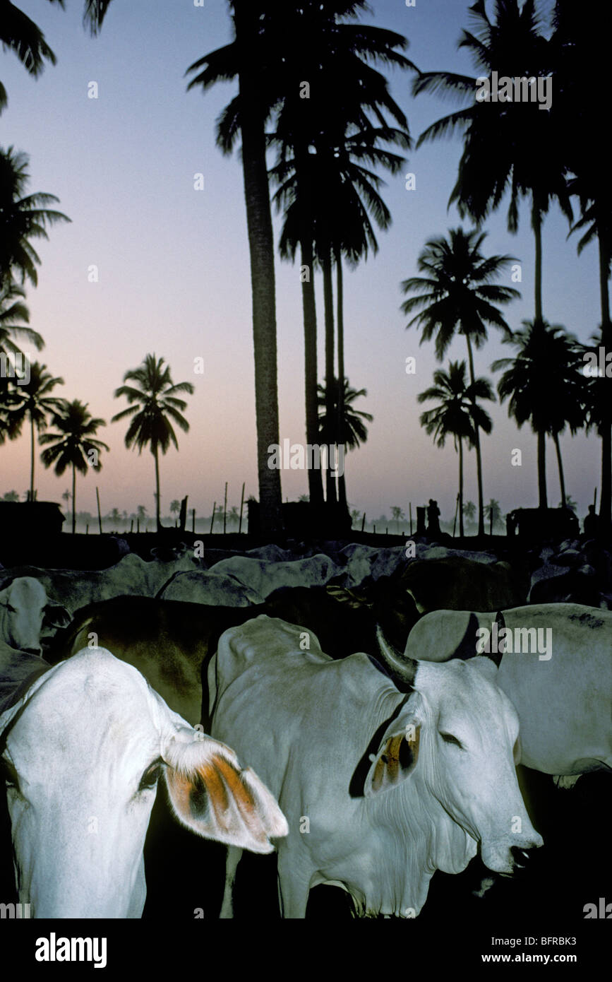 Grupo Madal cattle and coconut farm at dusk Stock Photo - Alamy