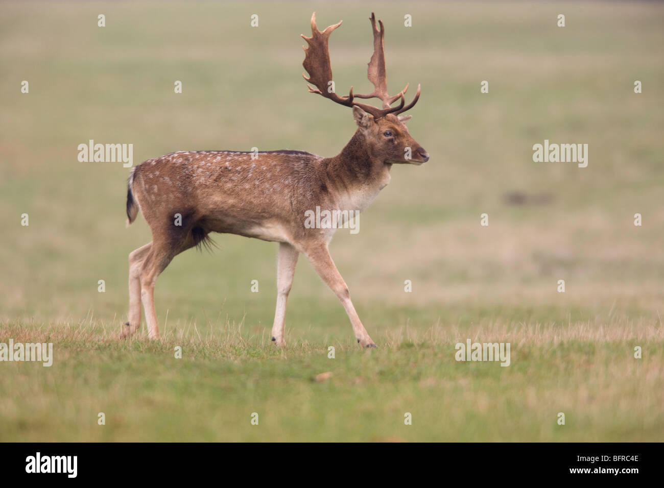 Adult fallow stag hi-res stock photography and images - Alamy