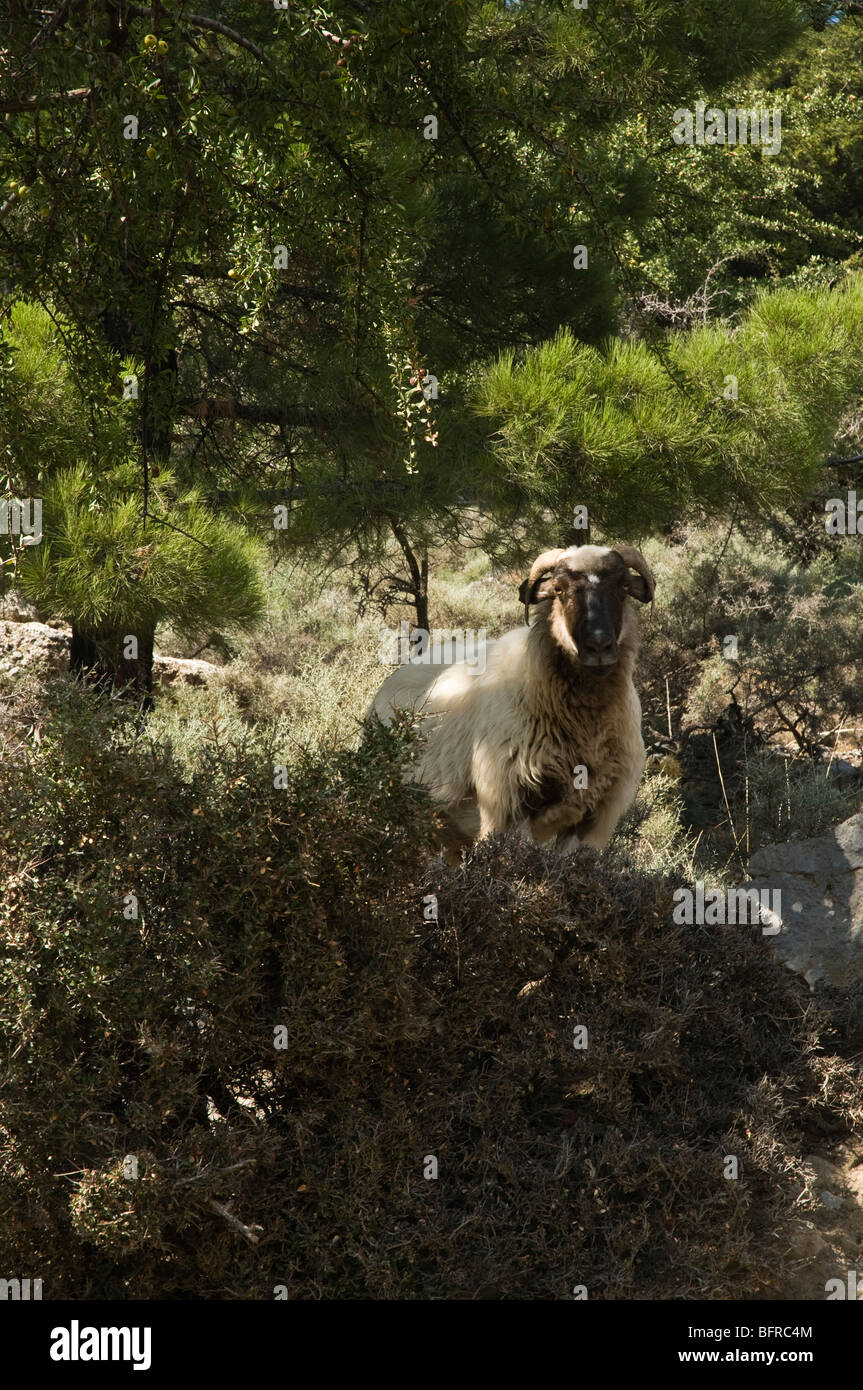 dh FARMING GREECE CRETE Cretan mountain sheep in forest shrubland Stock ...