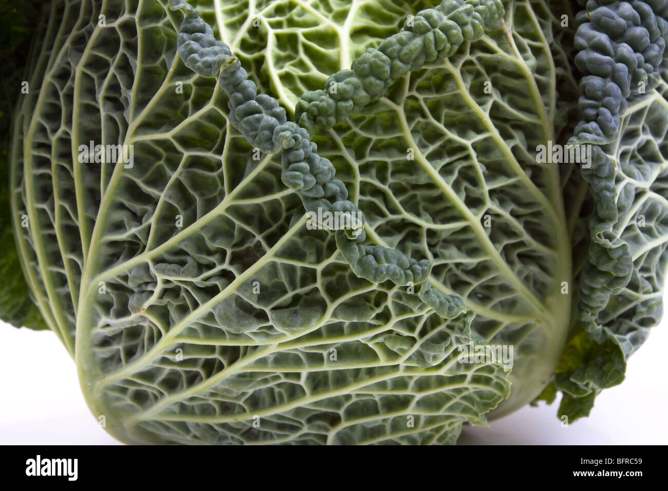Cabbage abstract hi-res stock photography and images - Alamy