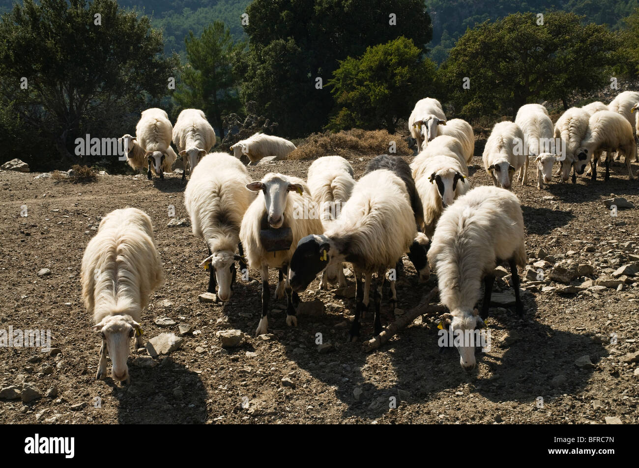 Mountain top sheep hi-res stock photography and images - Alamy