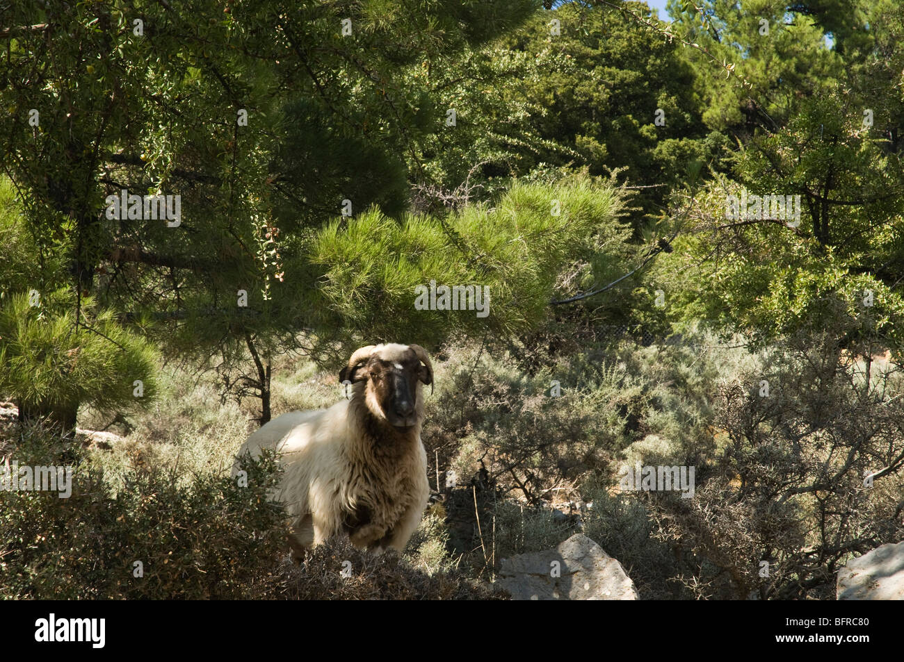dh FARMING GREECE CRETE Cretan mountain sheep in forest shrubland Stock ...