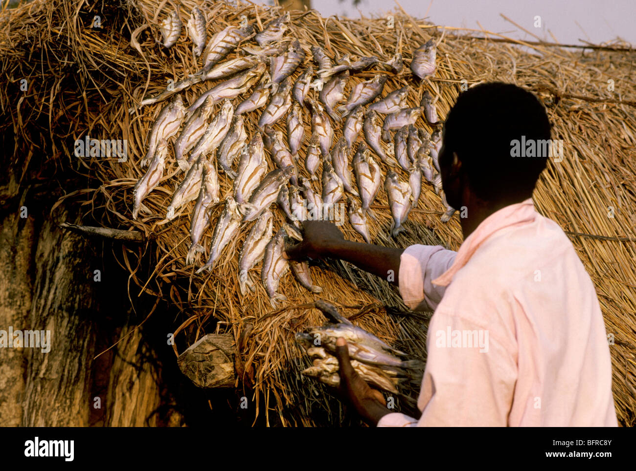 Man drying silver catfish on the straw roof of his house Stock Photo ...