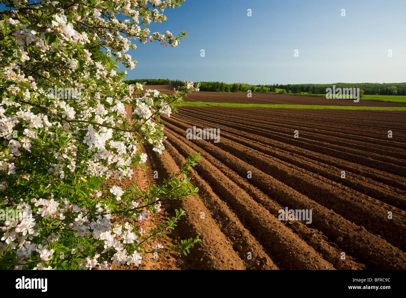 apple blossoms and potato field, Westmoreland, Prince Edward Island ...