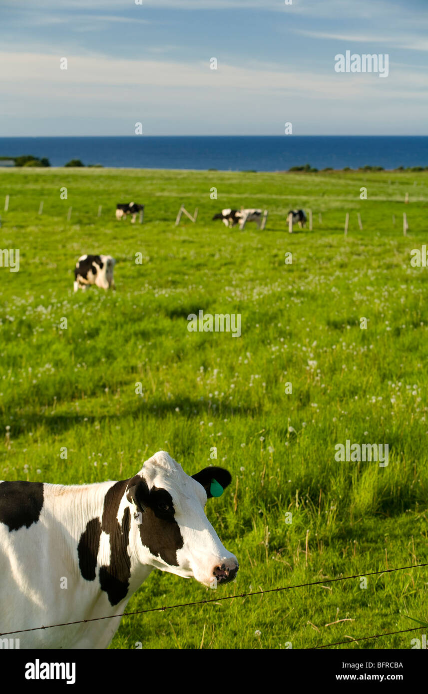 Cow island hi-res stock photography and images - Alamy