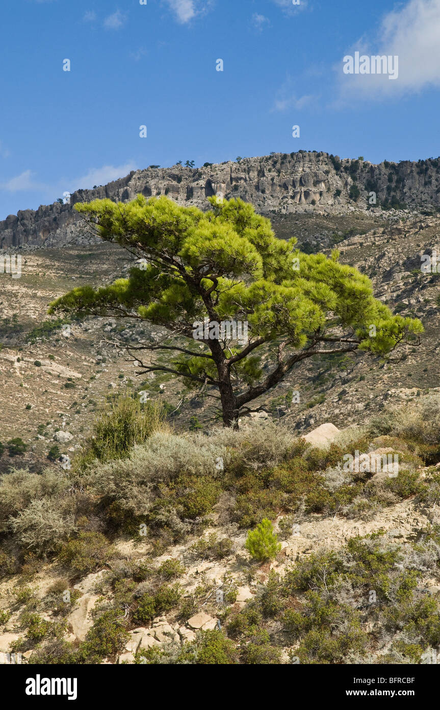 dh IERAPETRA GREECE CRETE Fir tree and Cretan Dikti mountain range ...