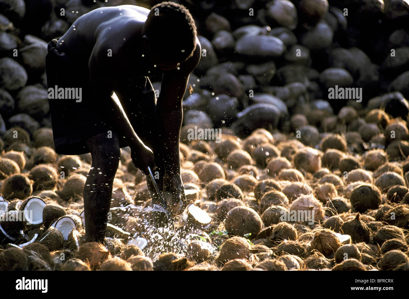 Man splitting coconuts Stock Photo - Alamy