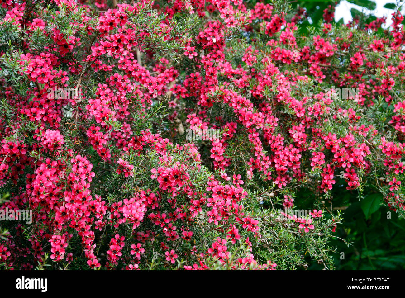 Leptospermum Stock Photos & Leptospermum Stock Images - Alamy