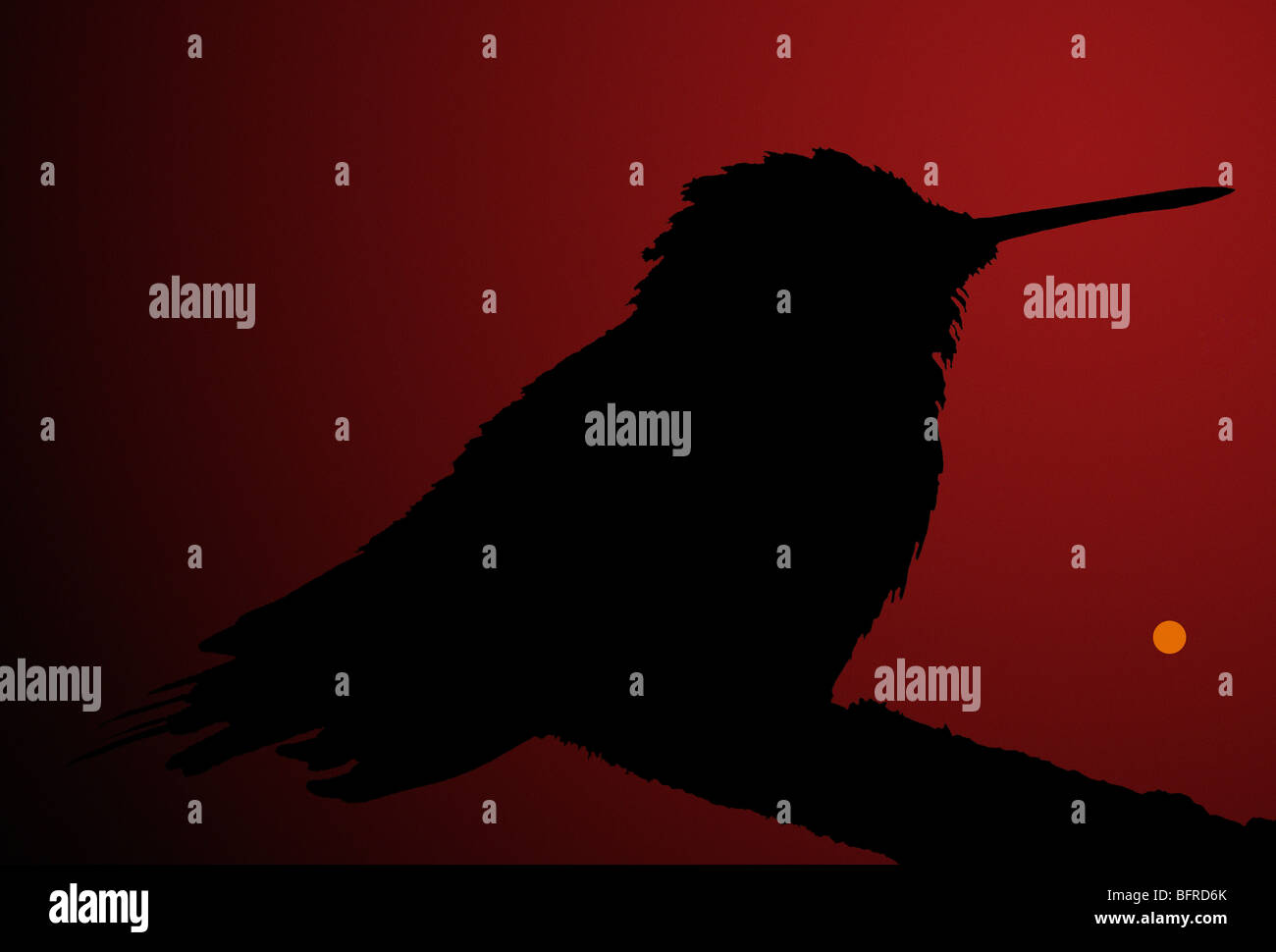 Hummingbird silhouette hi-res stock photography and images - Alamy