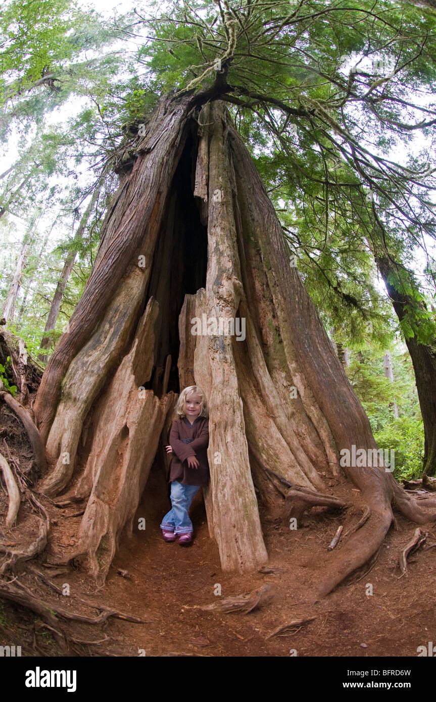 A young girl stands by an old growth cedar on the Rainforest Trail ...