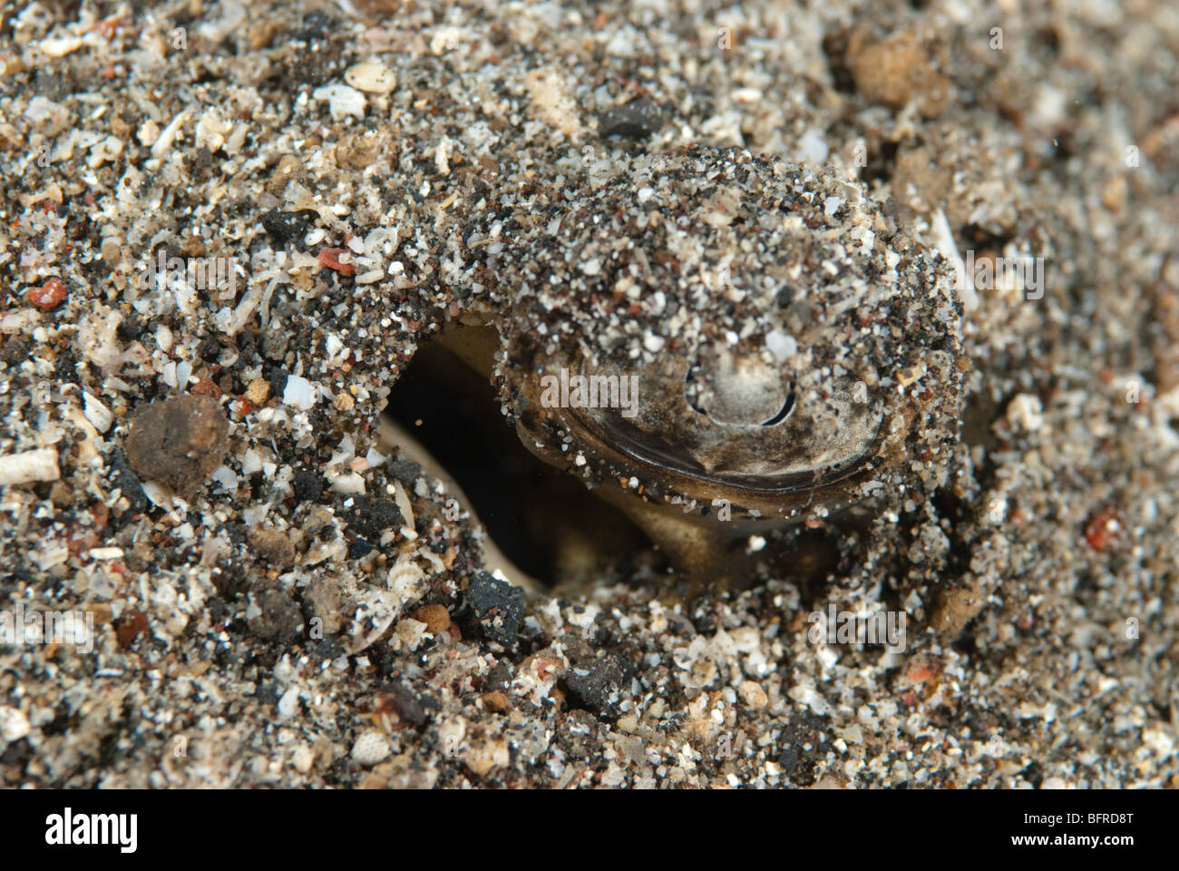Blue Spotted Ray Eye Stock Photo - Alamy