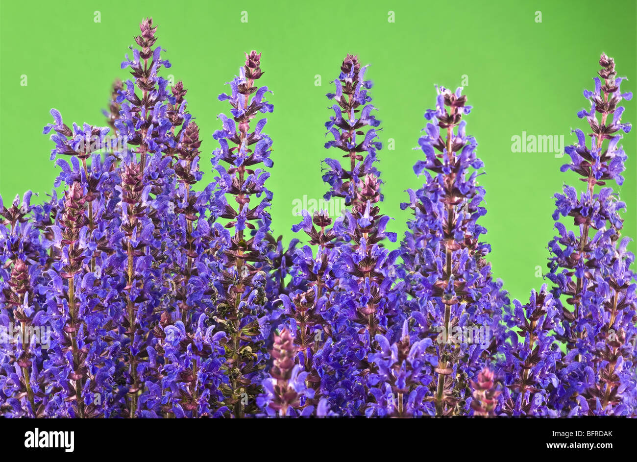 close up image of sage prime Stock Photo - Alamy