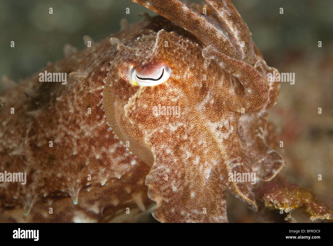 Cuttlefish species hi-res stock photography and images - Alamy