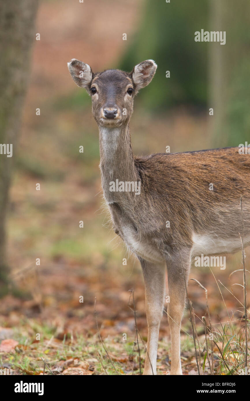 Fallow Deer Dama dama female in woodland Stock Photo - Alamy