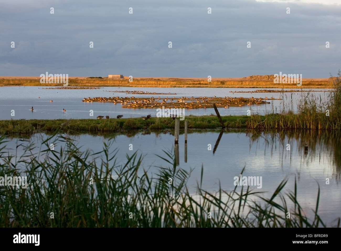 Cley Marsh looking towards the coastal shingle bank and the North Hide ...