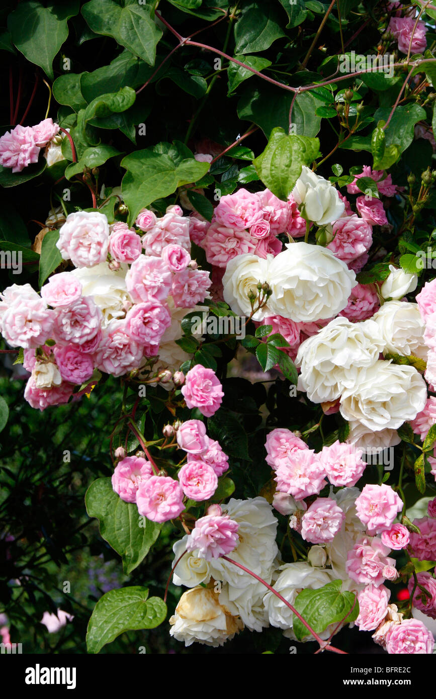 Rambler super hi-res stock photography and images - Alamy