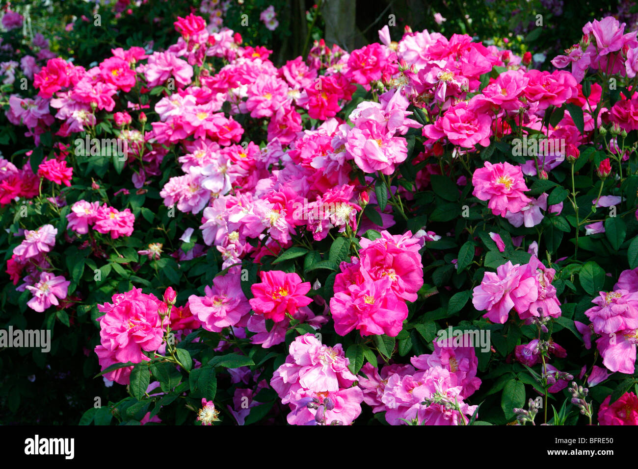 Rosa gallica hi-res stock photography and images - Alamy