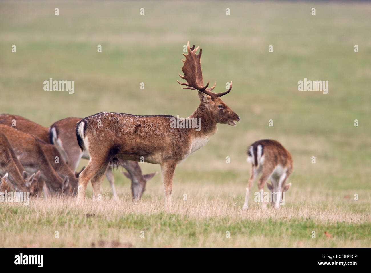 Stag and its females hi-res stock photography and images - Alamy