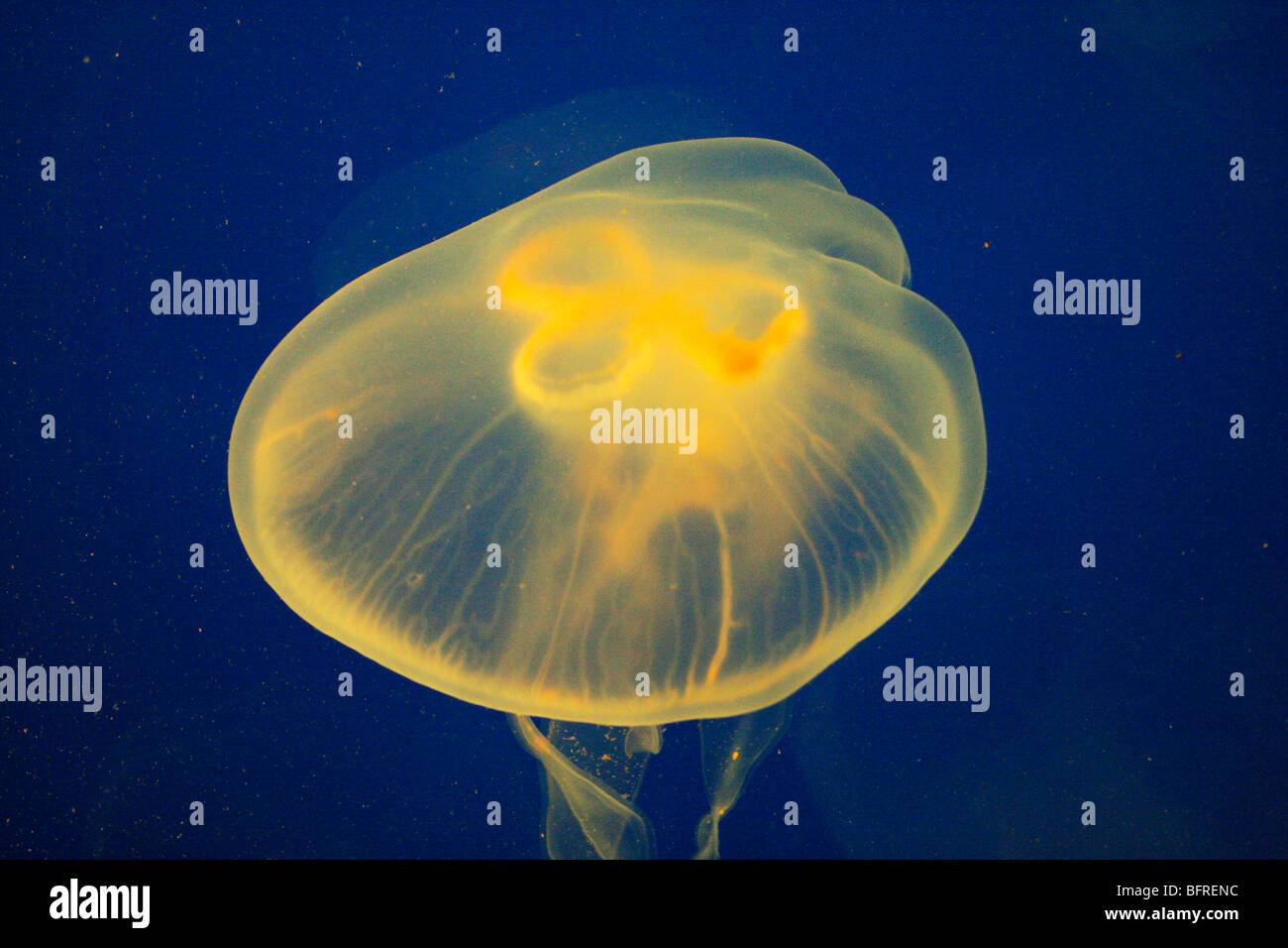A jellyfish floating in the water Stock Photo - Alamy