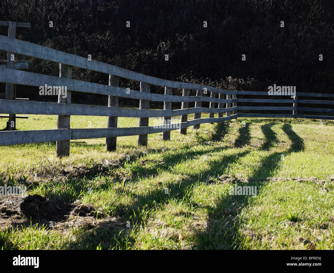 Schomberg hi-res stock photography and images - Alamy