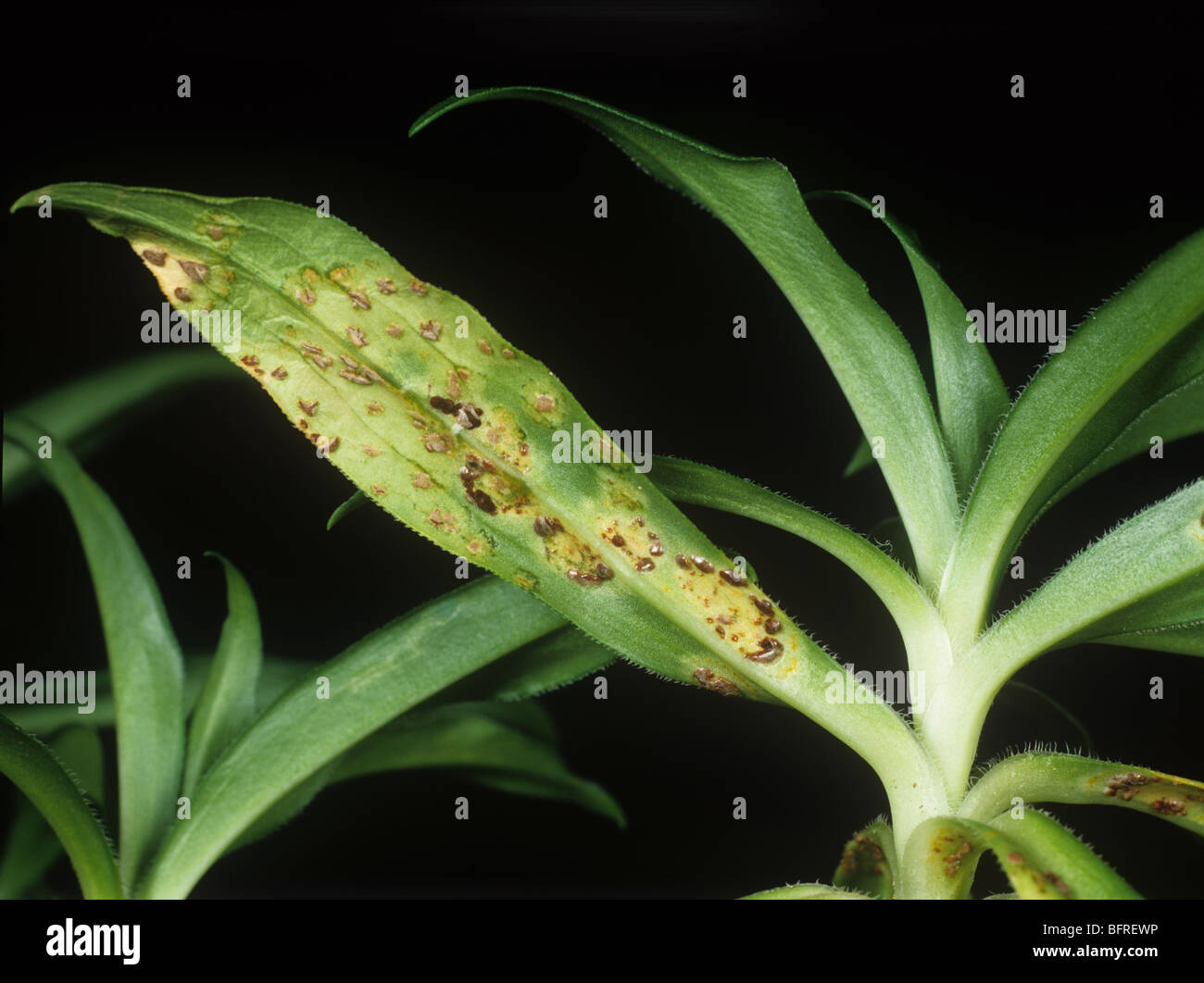 Carnation rust (Puccinia arenariae) pustules on sweet william (Dianthus ...