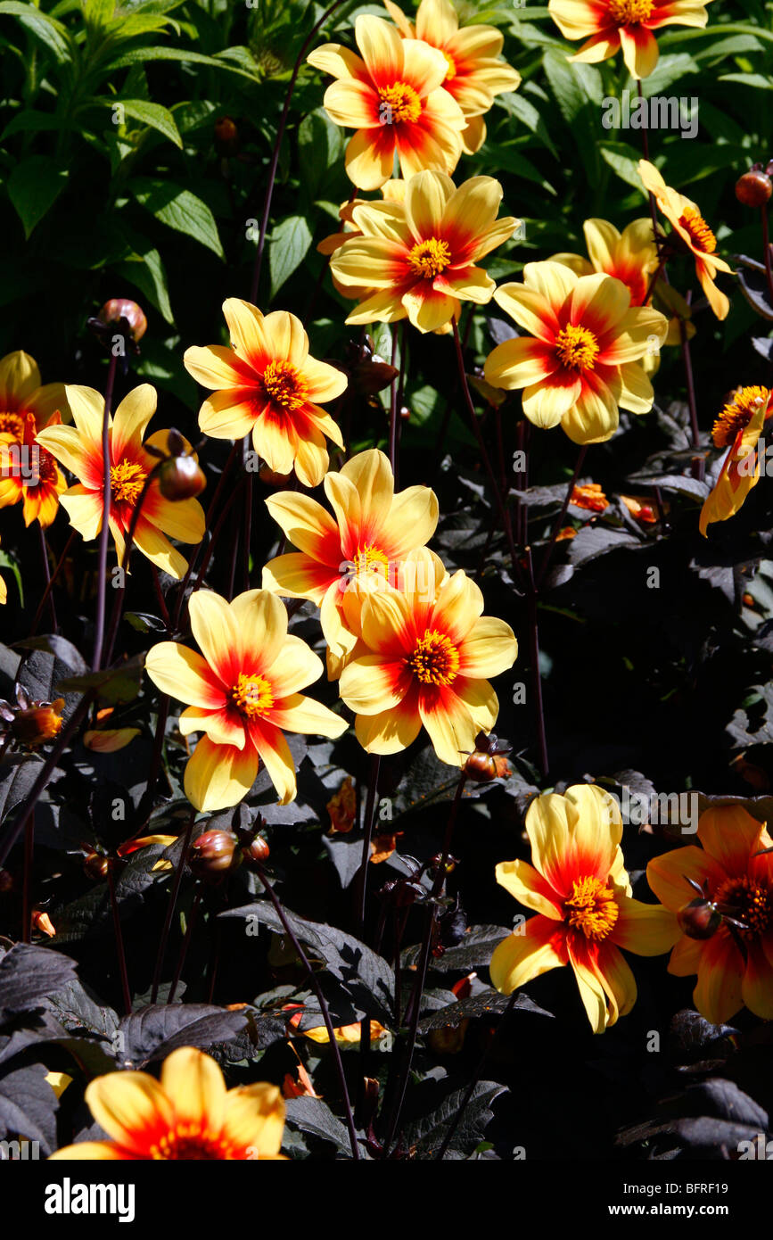 Moonfire Dahlia High Resolution Stock Photography and Images - Alamy