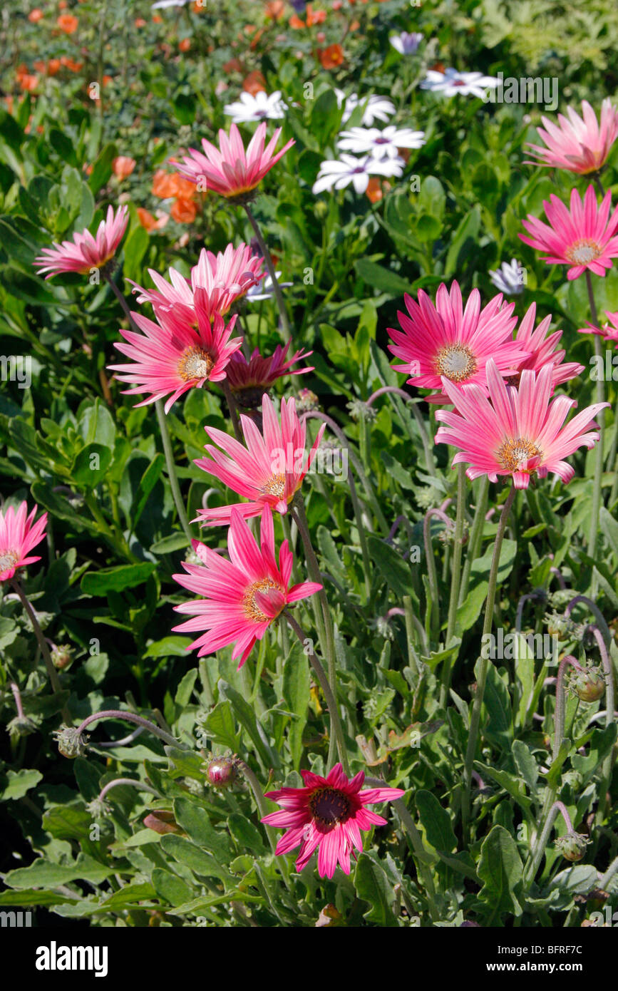 Arctotis High Resolution Stock Photography and Images - Alamy