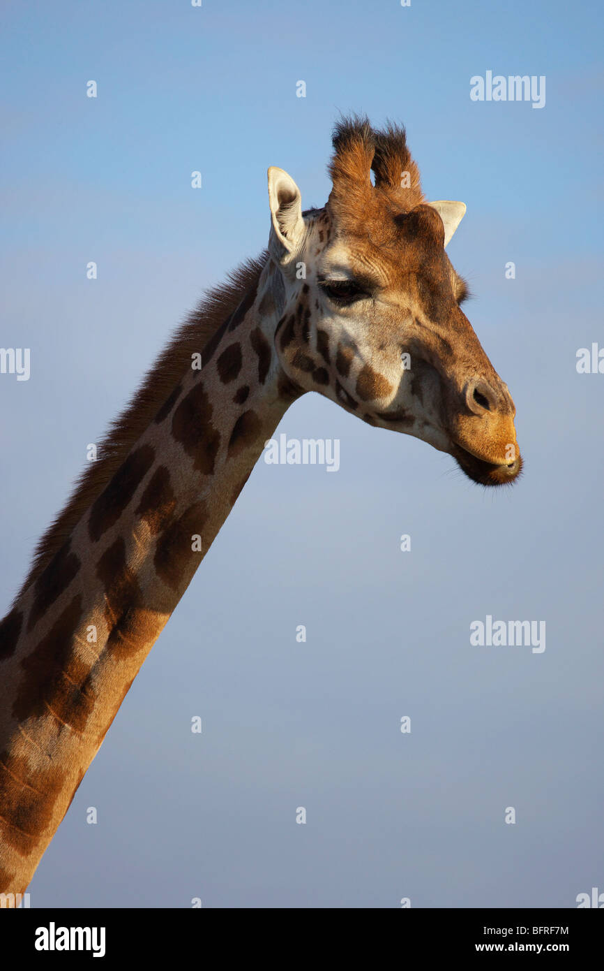 Whistling animal hi-res stock photography and images - Alamy