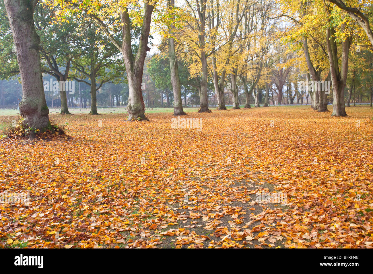 Autumn colours at Thetford Forest in the Norfolk Countryside Stock ...