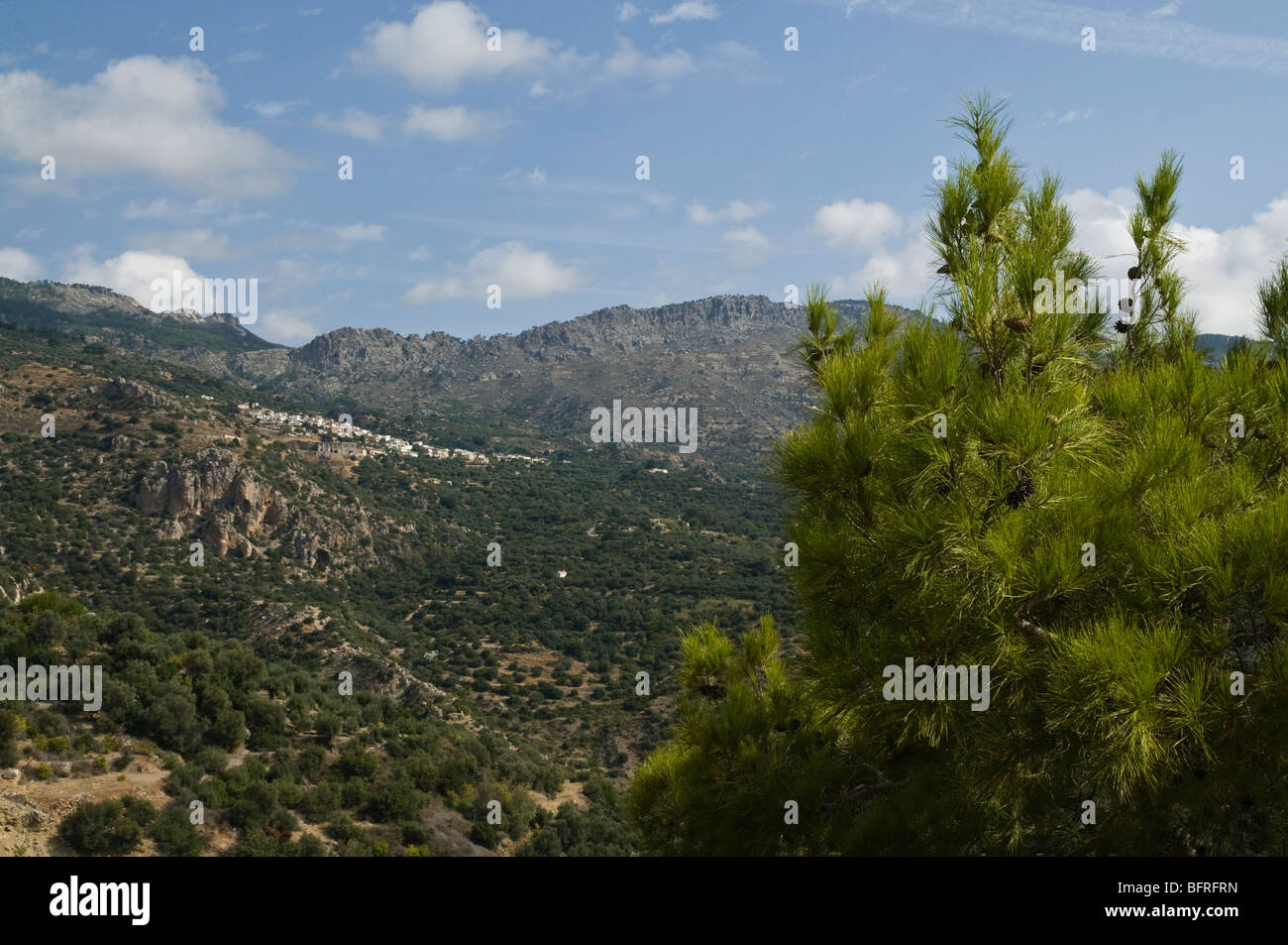 dh Males IERAPETRA GREECE CRETE Pine tree and Cretan village on ...