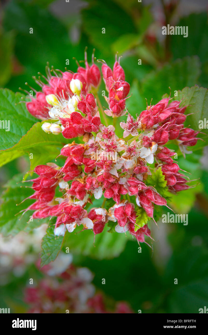 wildflowers along north shore of minnesota lake superior Stock Photo ...
