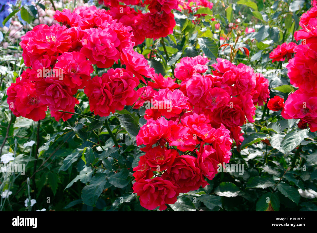 Hybrid Musk Rose Stock Photos & Hybrid Musk Rose Stock Images - Alamy
