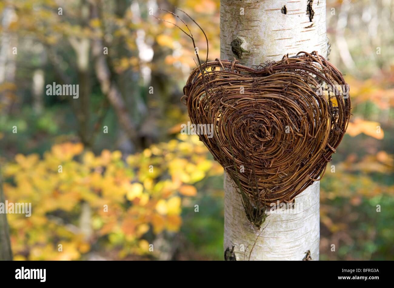 Love heart shaped leaves hi-res stock photography and images - Alamy